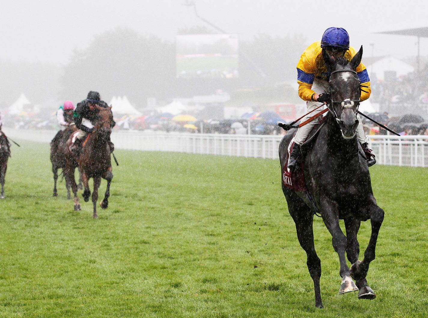 Sumo Sam caps a glorious few weeks for Nathaniel - Newsells Park Stud