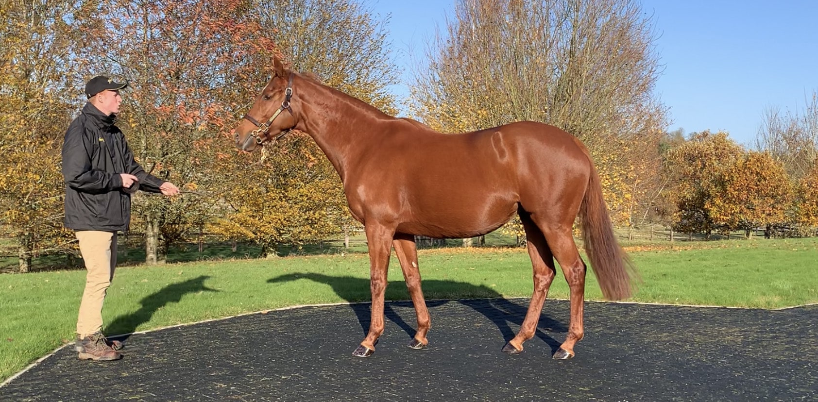 Strong consignment at Tattersalls Breeding Stock Sales - Newsells Park Stud