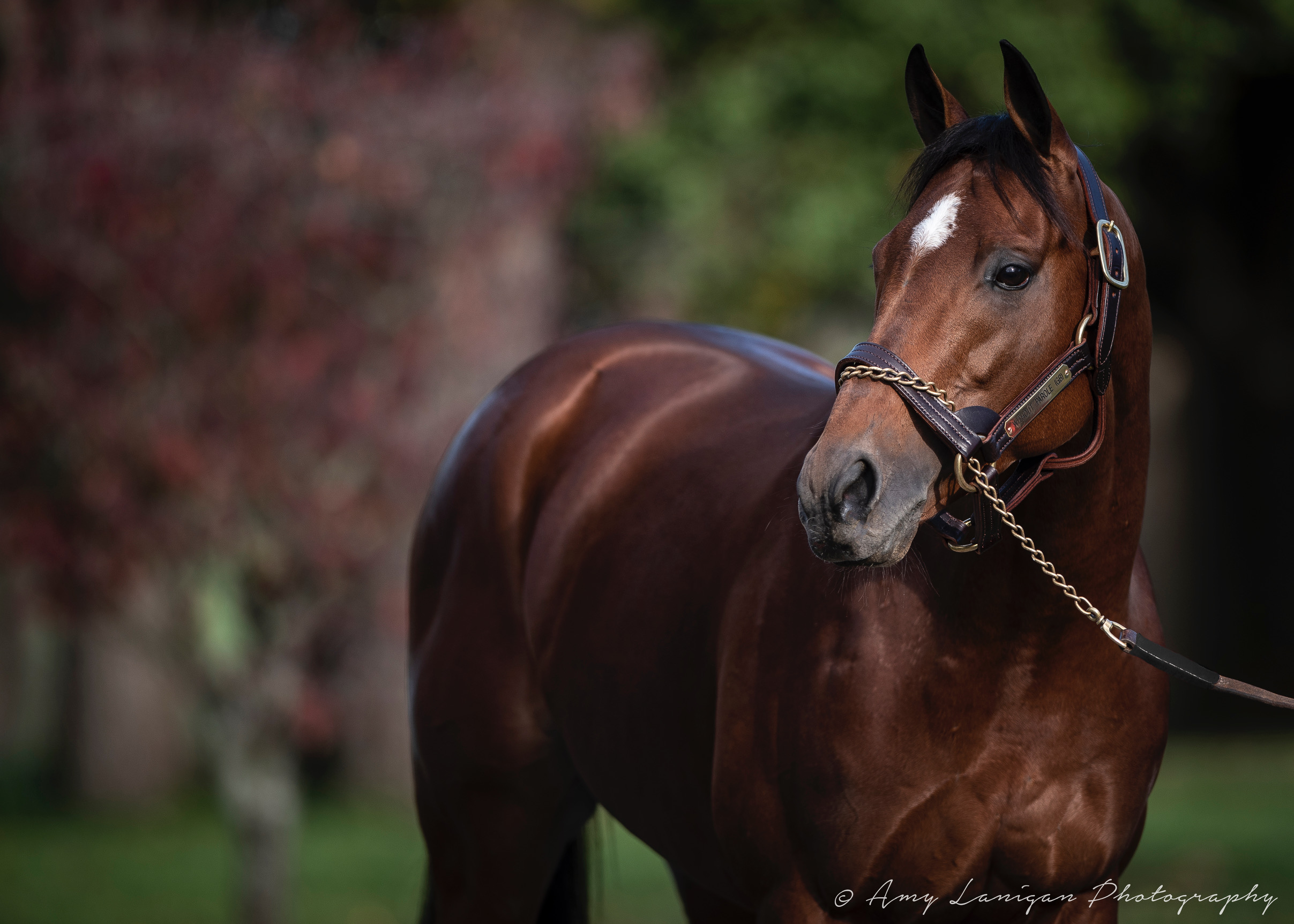 First-crop winning double for Without Parole - Newsells Park Stud