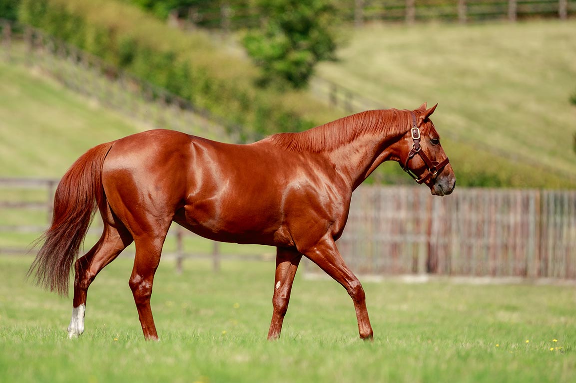 New 'No Risk Terms' for our stallions Isaac Shelby and A'Ali - Newsells ...