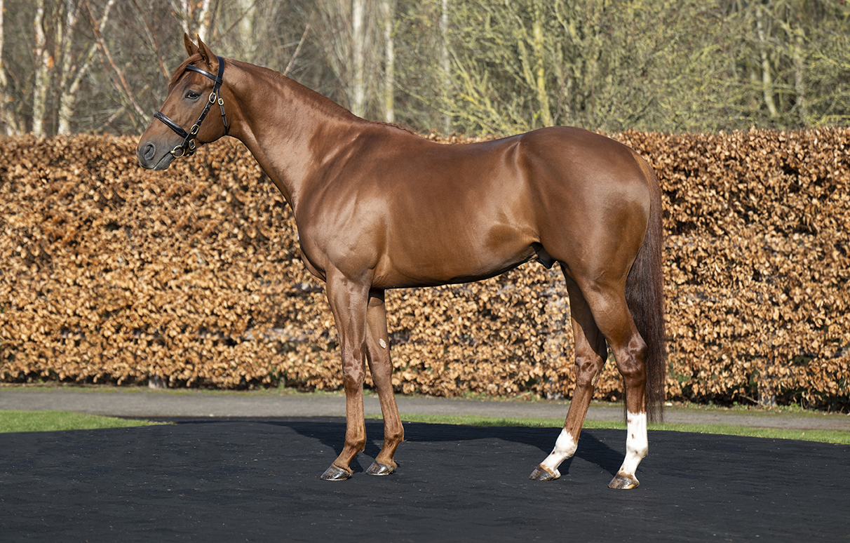 Isaac Shelby has first mares scanned in foal - Newsells Park Stud
